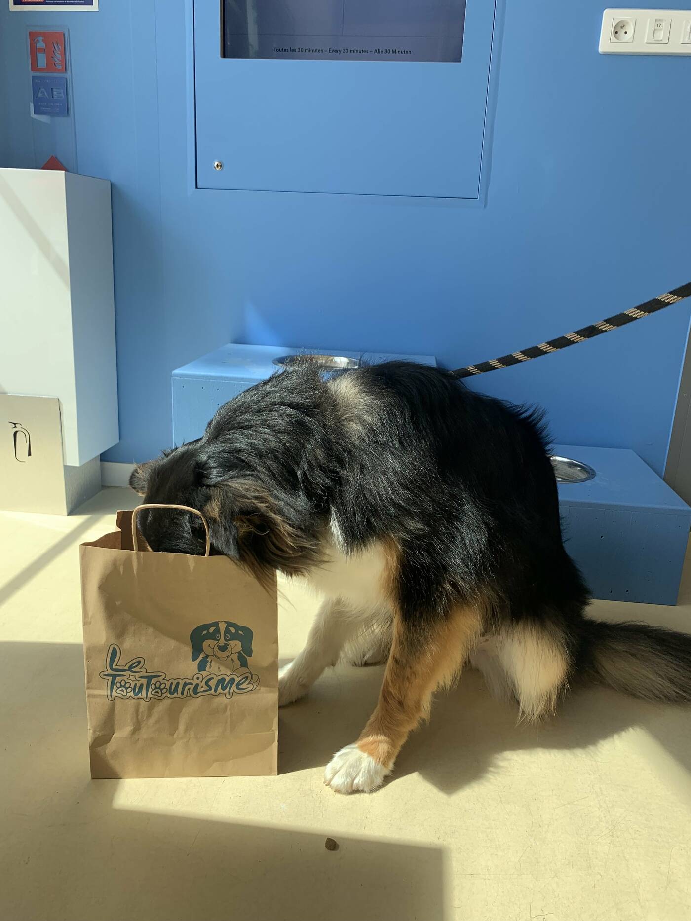 Venir avec son chien à Rochefort Océan